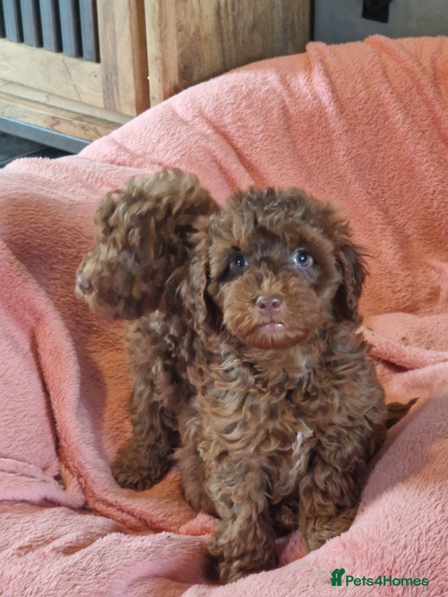 F1b red and sable cockapoos for sale for sale in Leigh | Pets4Homes