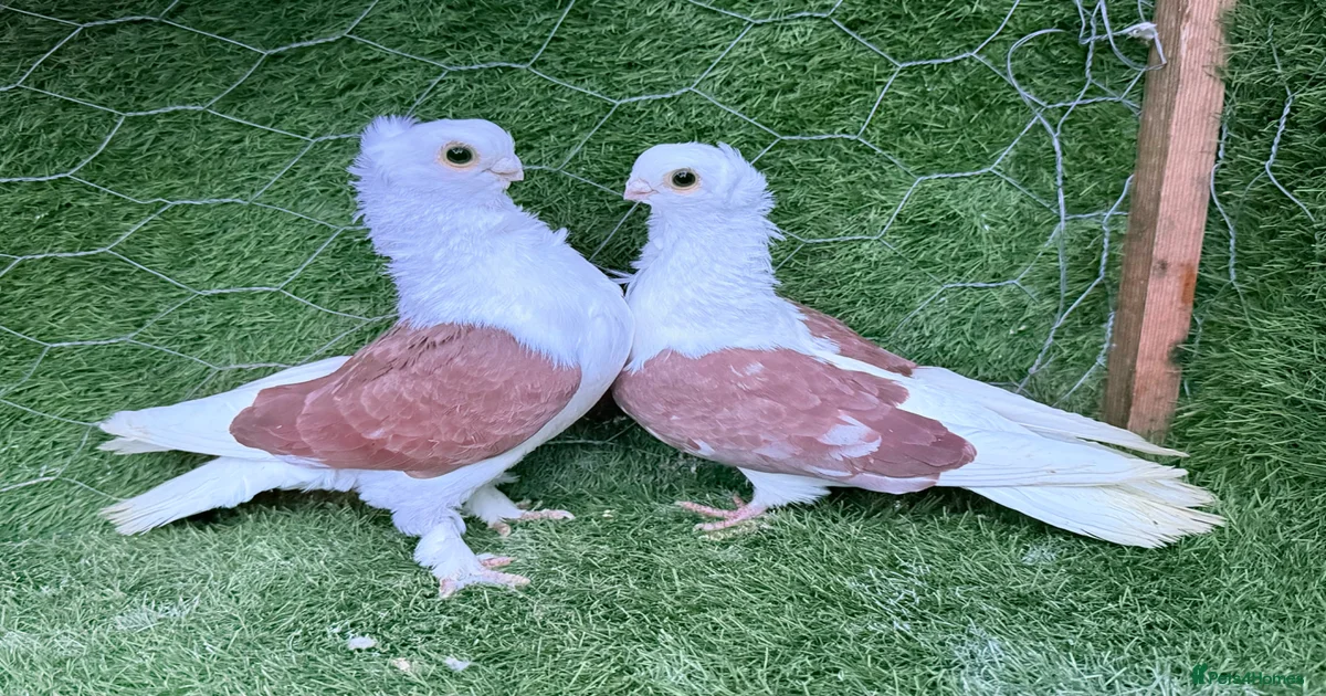 Birds for sale | Pets4Homes