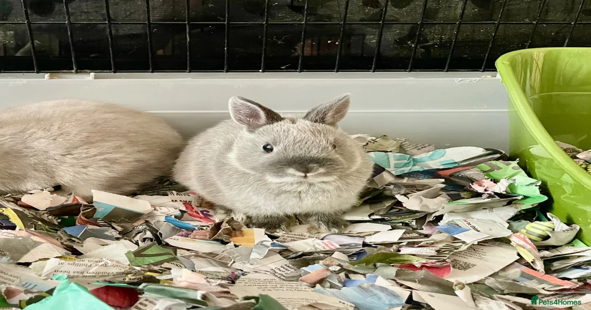 Netherland Dwarf purebred Baby Rabbits for sale in Aylesford | Pets4Homes