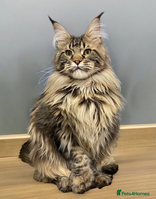 XL maine coon kittens Russia bloodlines Ready Now for sale in Spalding ...