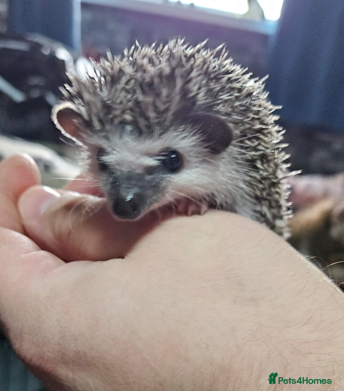 Pygmy hedgehog for sale in Daventry | Pets4Homes
