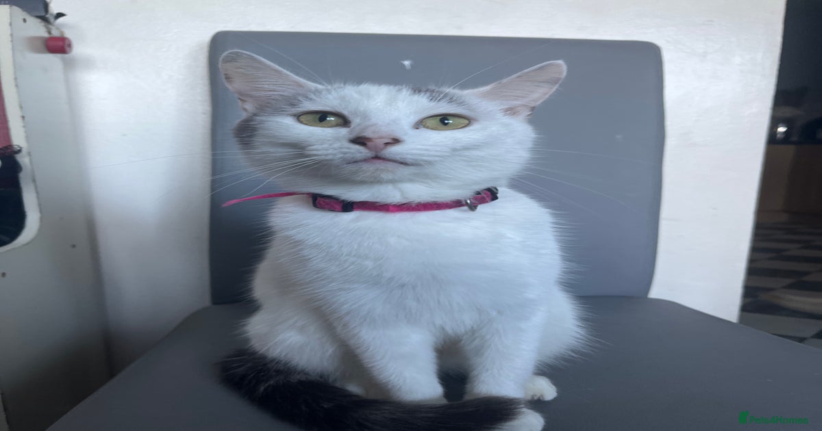 a gorgeous grey kitten for sale in Birmingham | Pets4Homes