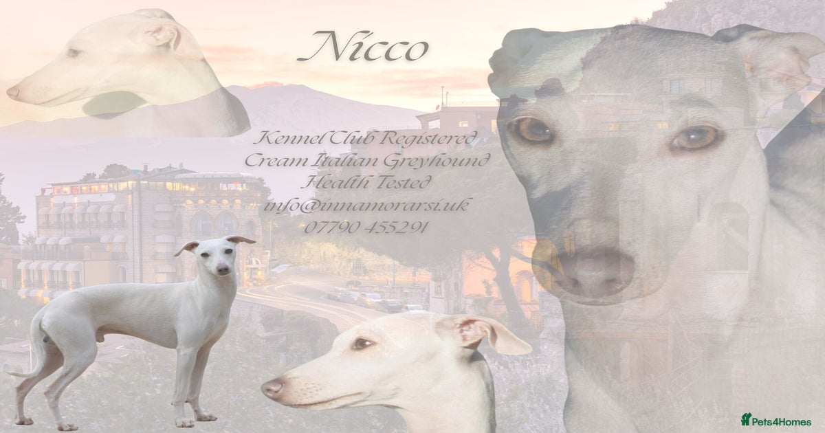 Cream Italian Greyhound for Stud KC Registered for stud in Newton Abbot ...