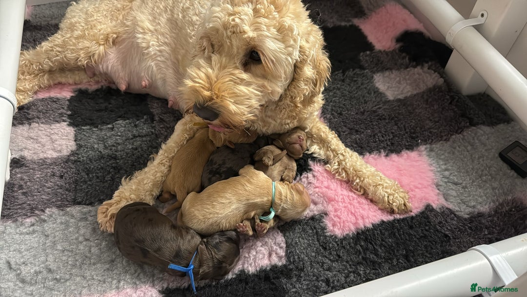 Standard Cockapoo puppies for sale | Pets4Homes