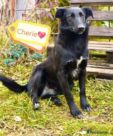 Free Dogs for adoption | Pets4Homes