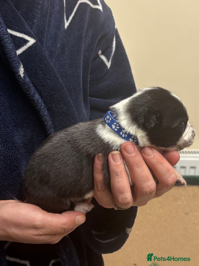 Border collie puppies for sale in Elgin | Pets4Homes