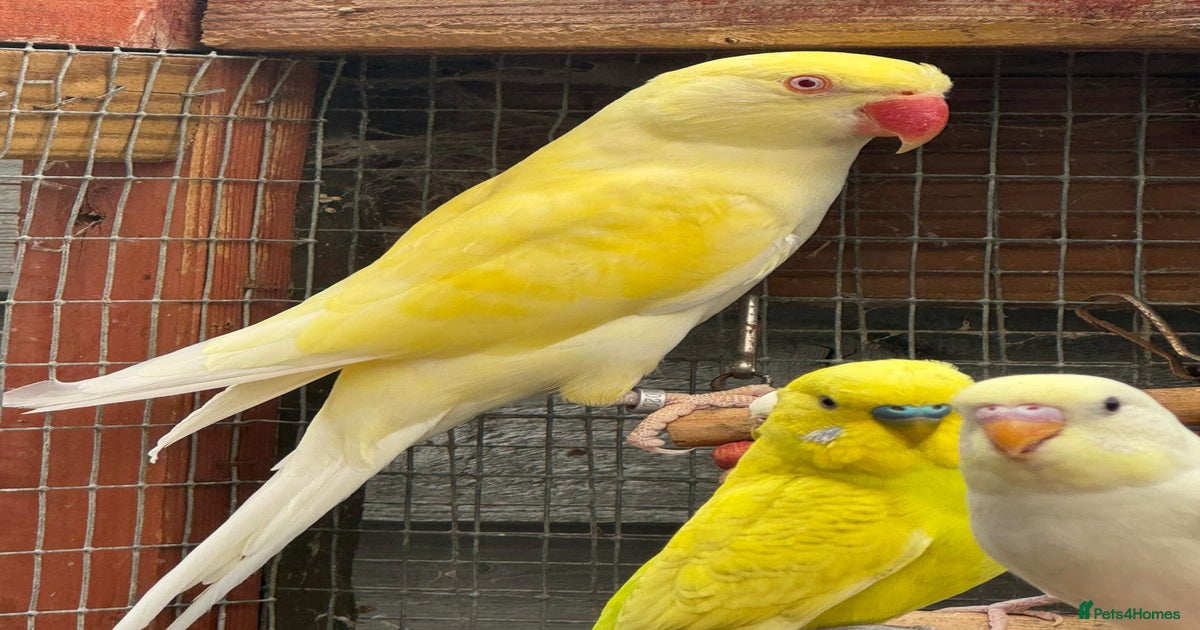 Healthy creamino/Lutino Ringneck for sale in Watford | Pets4Homes