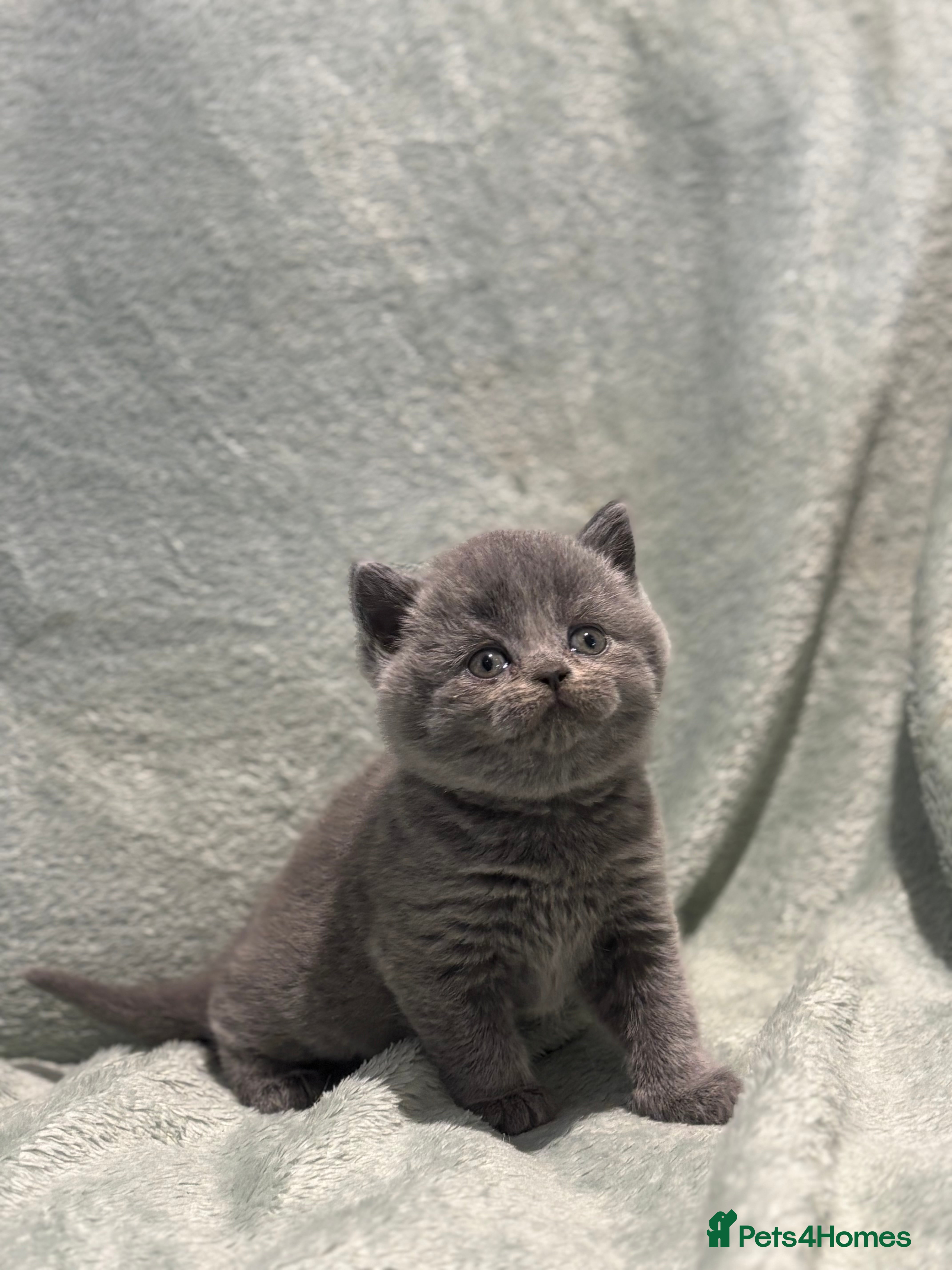 Stunning reg gccf kittens for sale in Sheffield | Pets4Homes