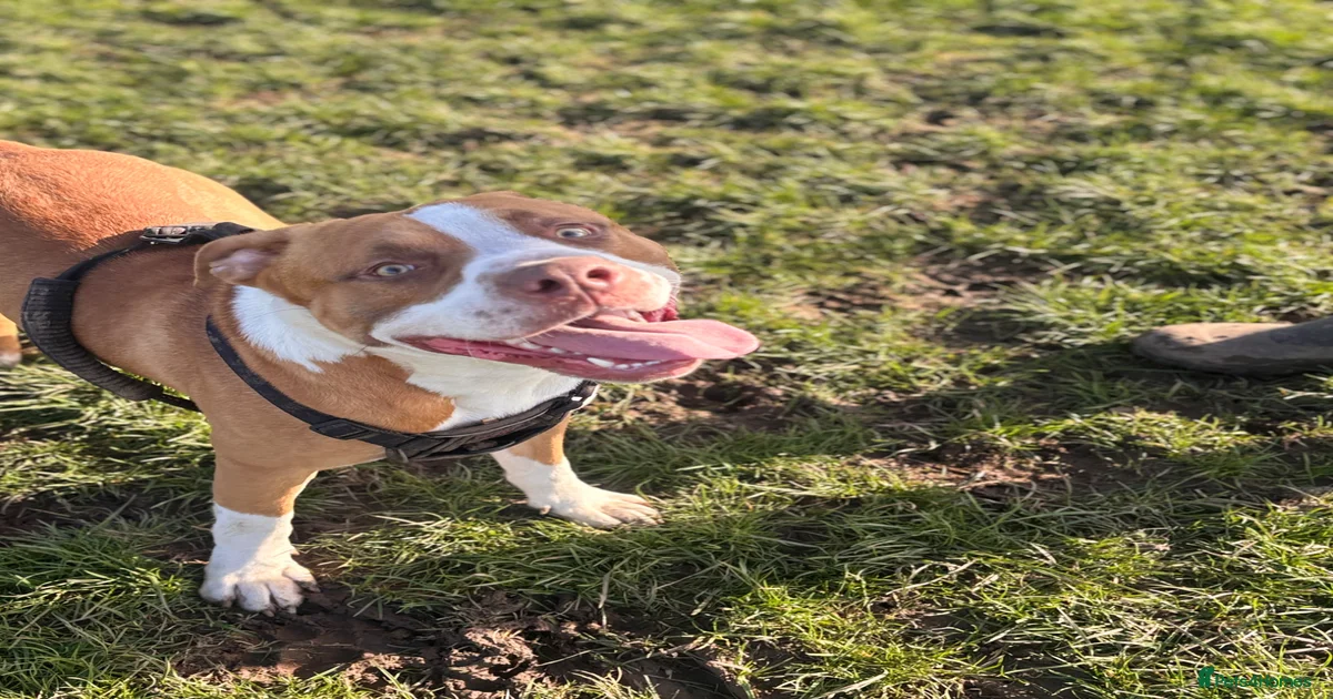 Loving dog milo for sale in Canonbie | Pets4Homes