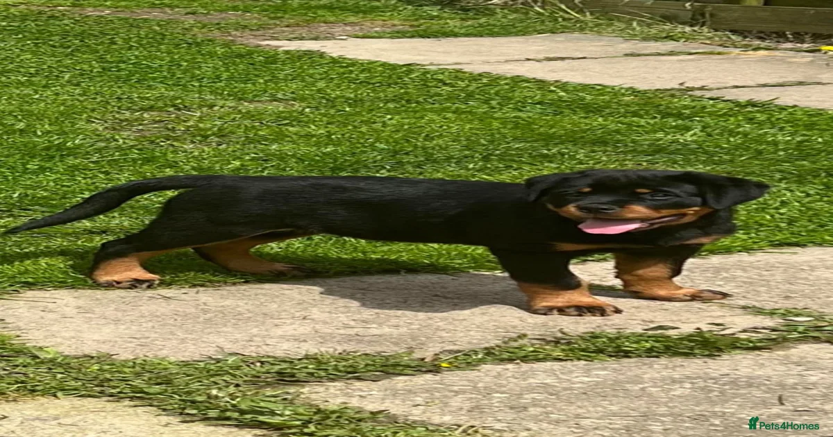 Cross dog Rottweiler Puppies for sale | Pets4Homes