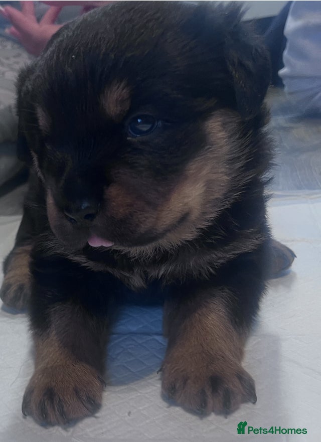 Rottweiler puppies for sale in Bilston | Pets4Homes