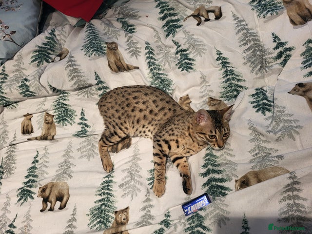 narla the f5 savannah for sale in Shrewsbury | Pets4Homes