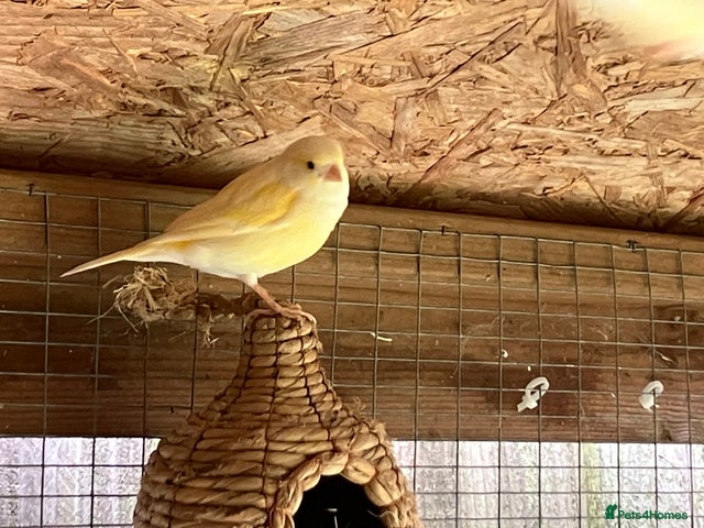 Canaries for sale in High Wycombe | Pets4Homes