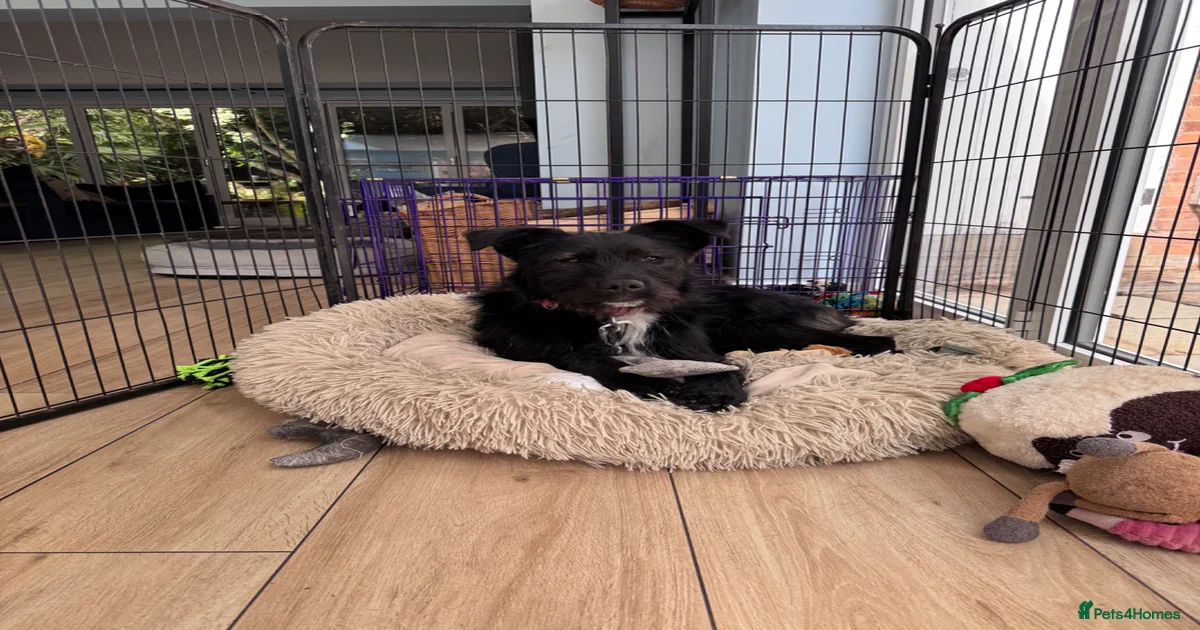 Pets & Animals for adoption | Pets4Homes