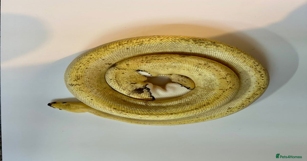 Pastel Black Pastel Champagne Female Royal Python for sale in Coalville ...