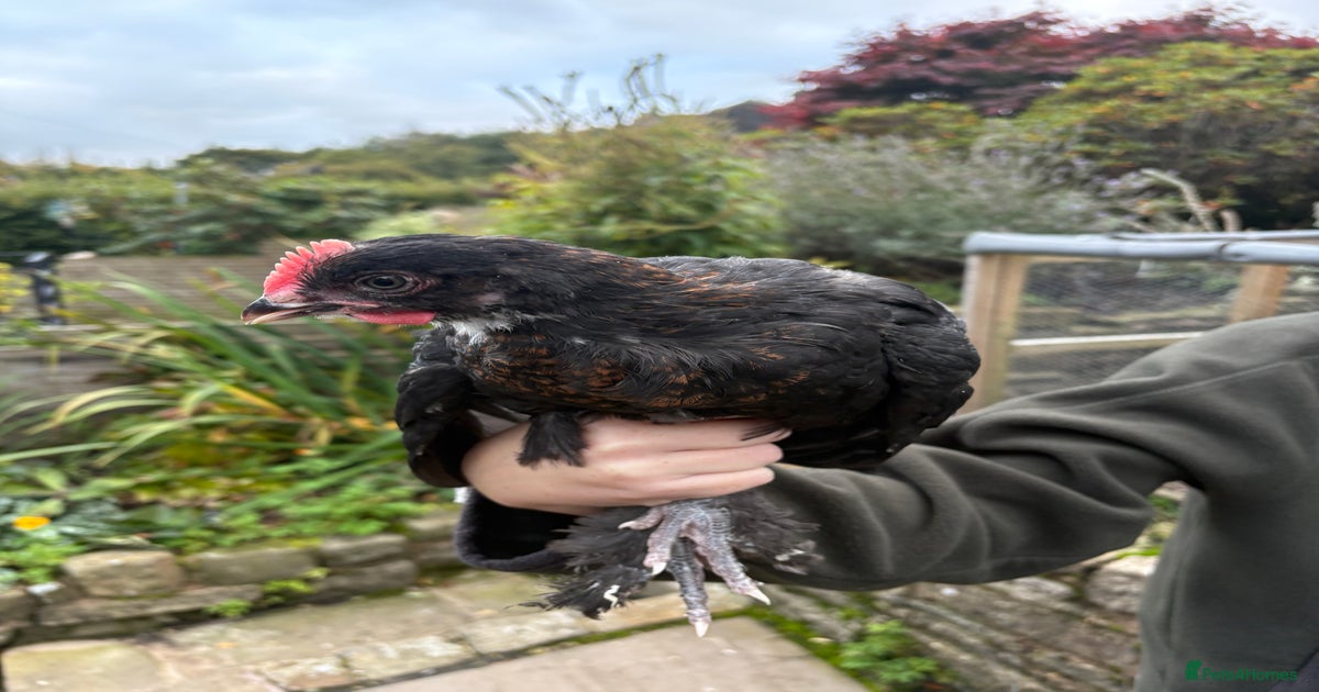 2 Pure Black Copper Marans Cockerels for sale in Bury | Pets4Homes