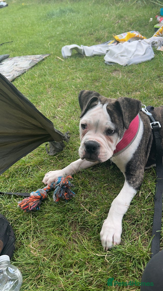 Princess is an alpha blue bulldog for sale in Boston | Pets4Homes