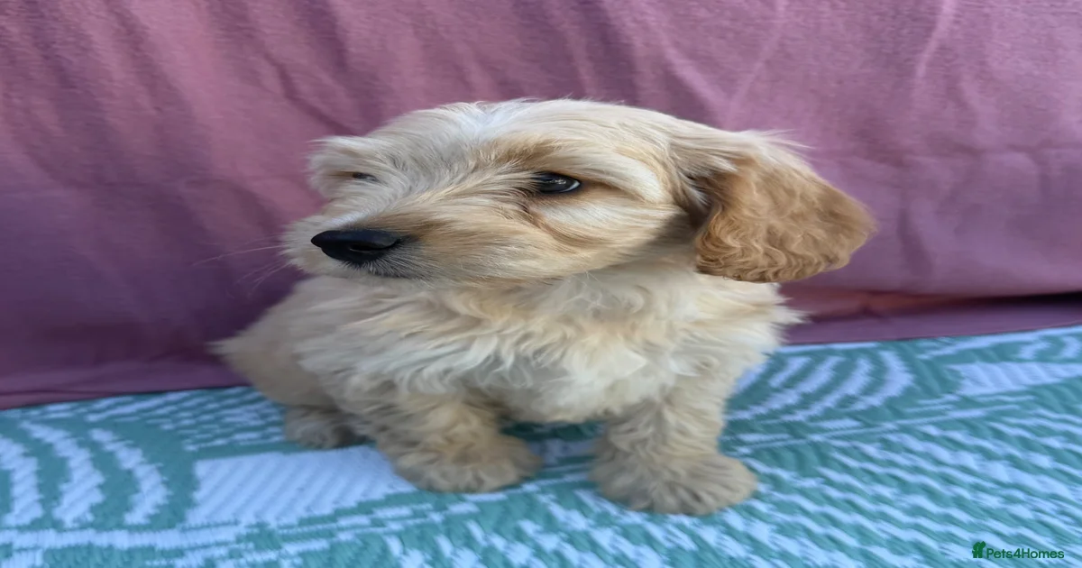 Cockapoo Puppies for sale | Pets4Homes