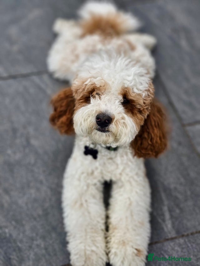 White and Red Cavapoo for stud in Leighton Buzzard | Pets4Homes