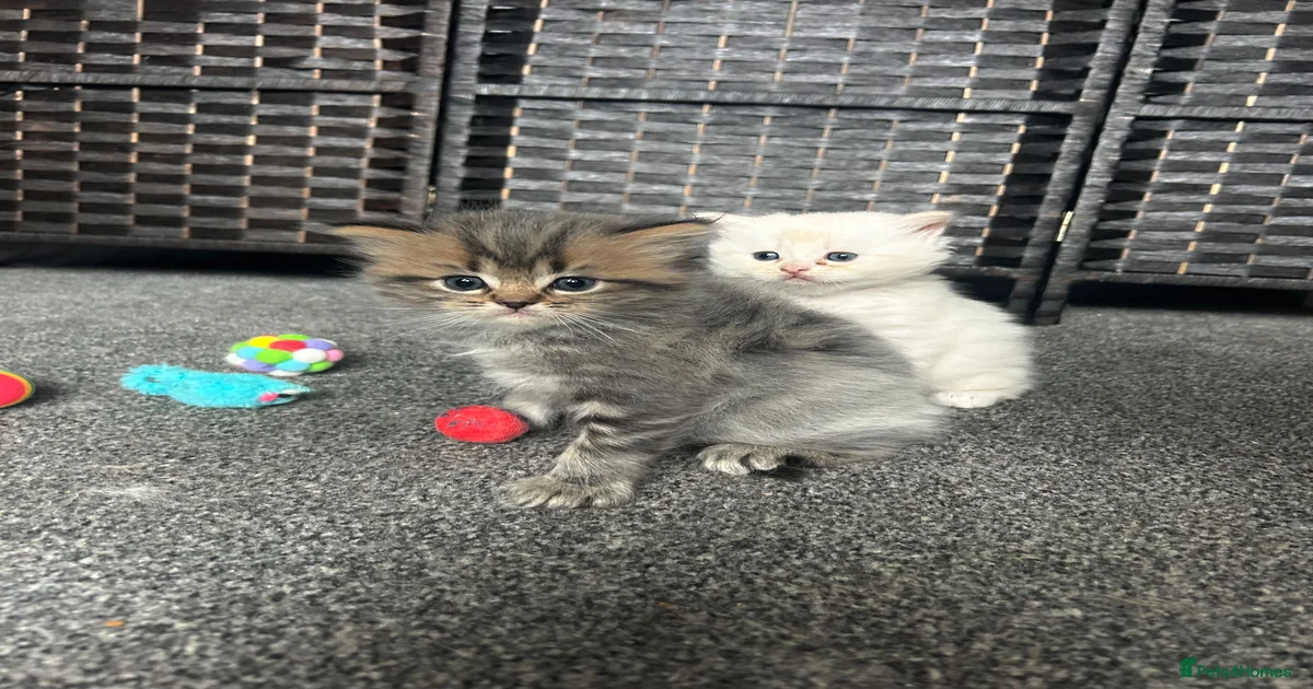 Perdoll Kittens for sale in Hetton-le-Hole, Tyne and Wear | Pets4Homes
