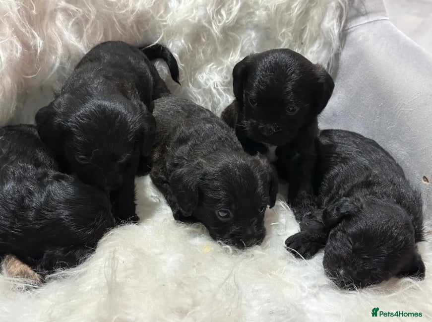 Fall in love instantly with these cheeky puppies! for sale in London ...