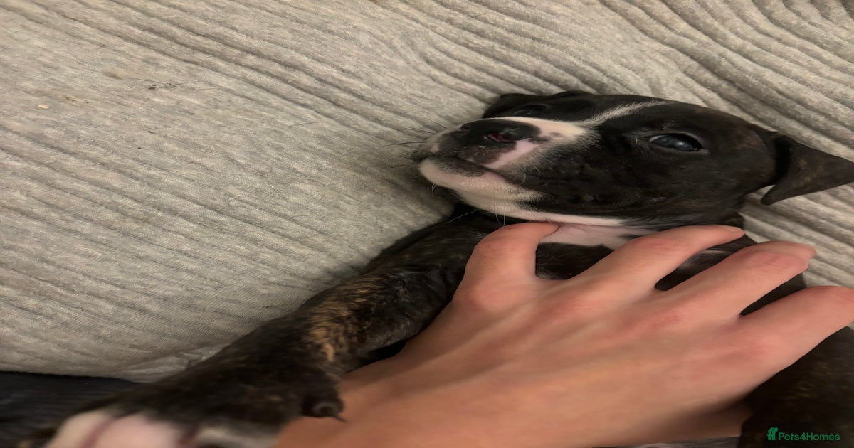 Tye tye for sale in Eastbourne | Pets4Homes