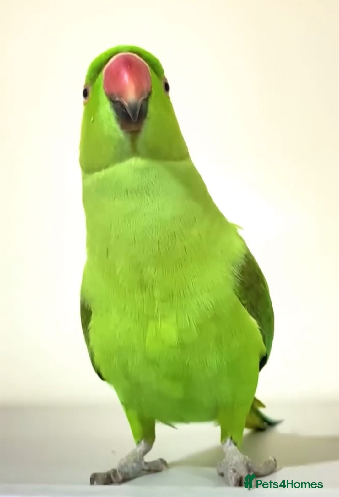 Ring neck Parrots birds for sale | Pets4Homes