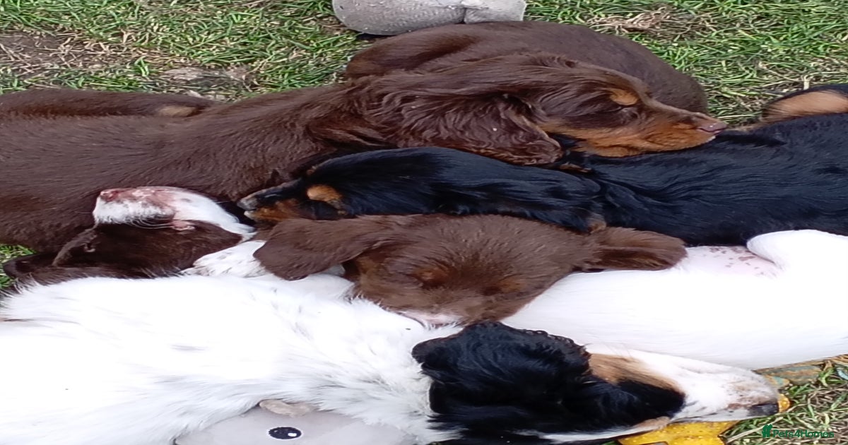 Sprollie x cocker spaniel pups for sale in Stowmarket | Pets4Homes