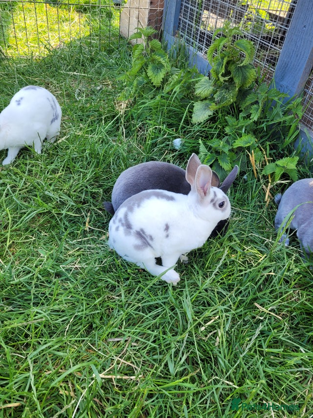 Mini Rex rabbits for sale for sale in | Pets4Homes