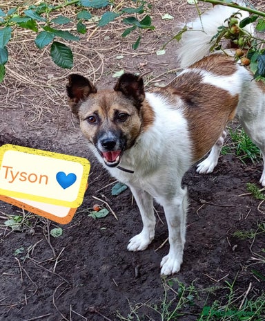 Free Dogs for adoption | Pets4Homes