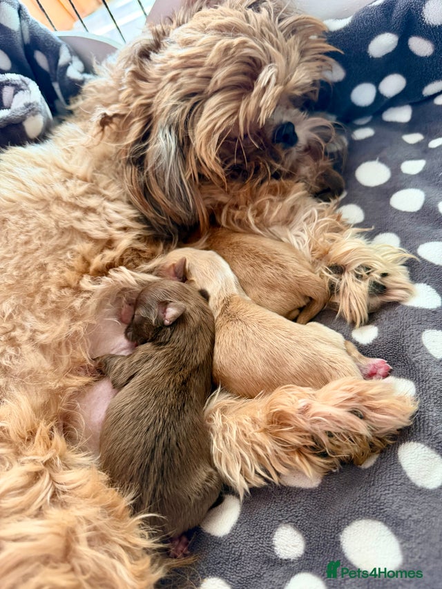Stunning Shih Tzu Babes - ready ** s weekend for sale in Crewe | Pets4Homes