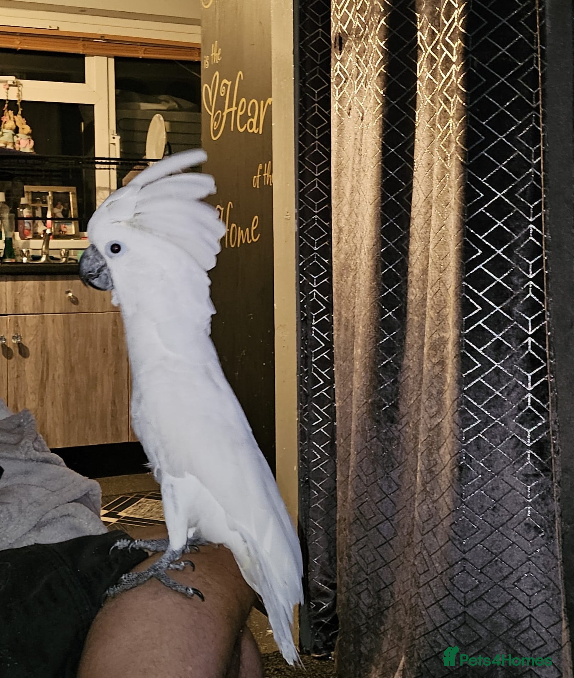 Cockatoo birds for sale | Pets4Homes