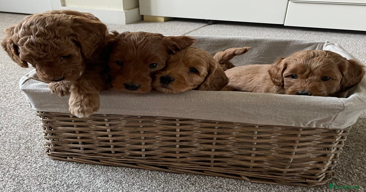 Beautiful miniature labradoodles for sale in Derby | Pets4Homes