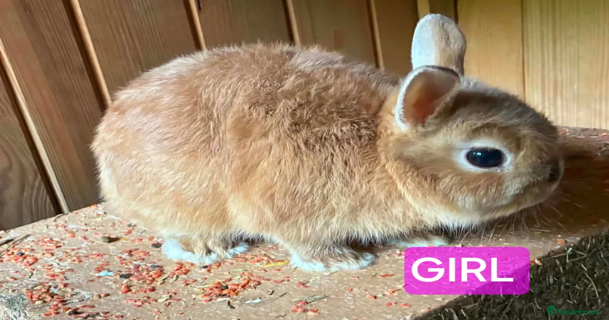 Netherland dwarf babies one boy and one girl for sale in Sheffield ...