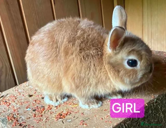 Netherland dwarf babies one boy and one girl for sale in Sheffield ...