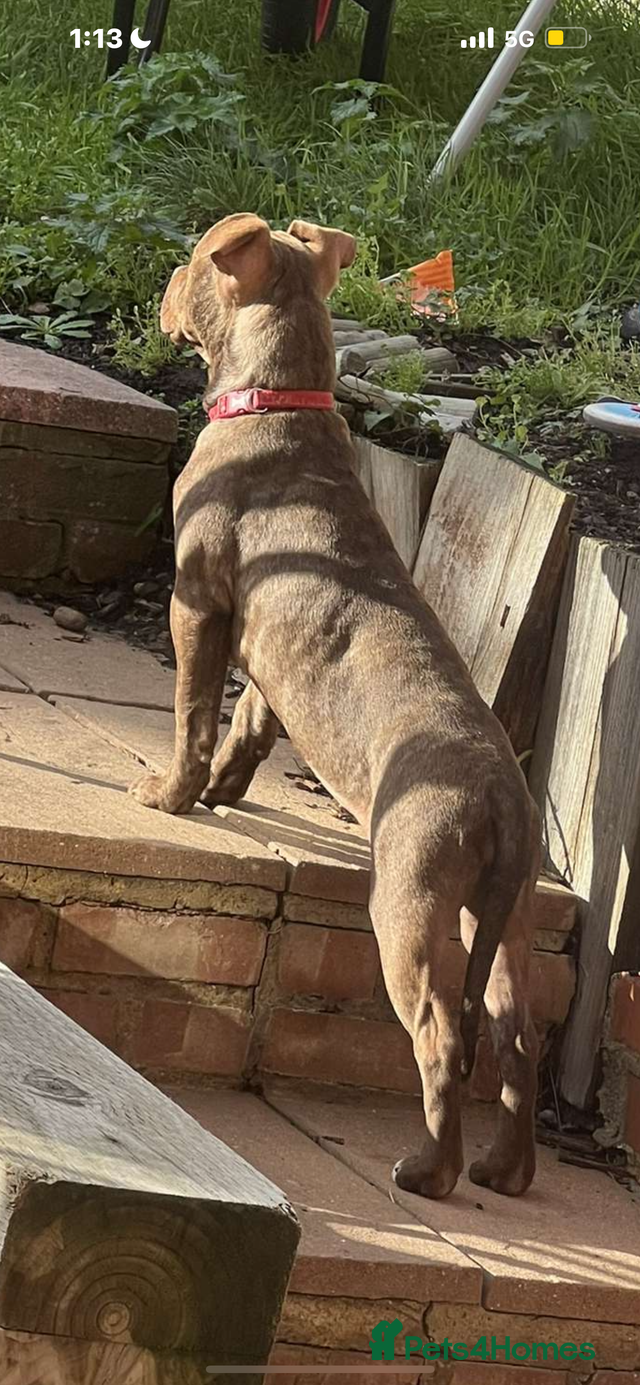 Tiger for sale in Farnborough | Pets4Homes