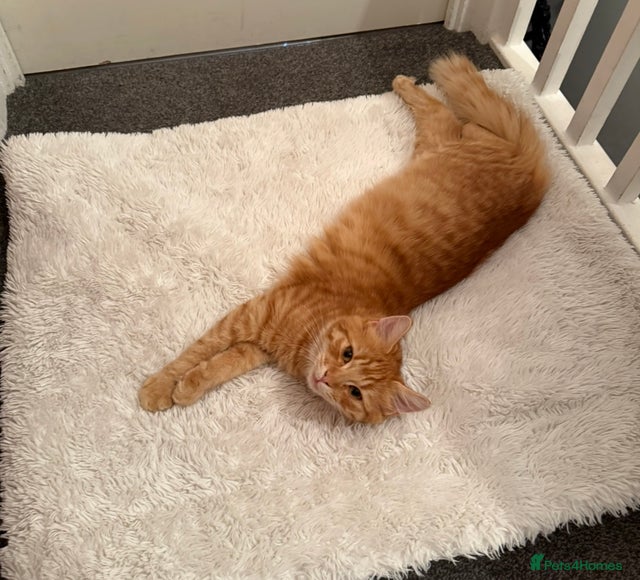 Gorgeous male Ginger Ragdoll cross for rehoming for sale in Royston ...