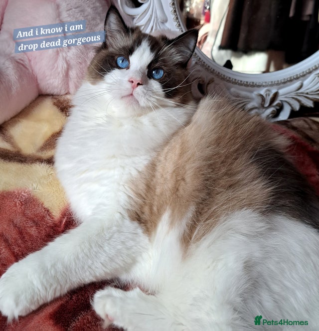 Chunky Ragdolls from European lines 💖💖 for sale in Preston | Pets4Homes