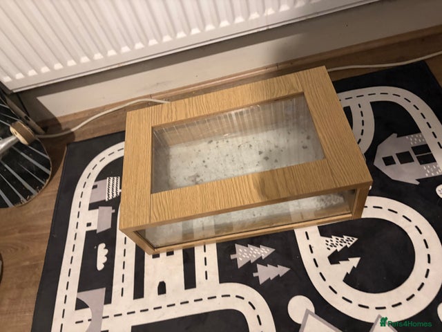 Male california king snake for sale in Braintree | Pets4Homes