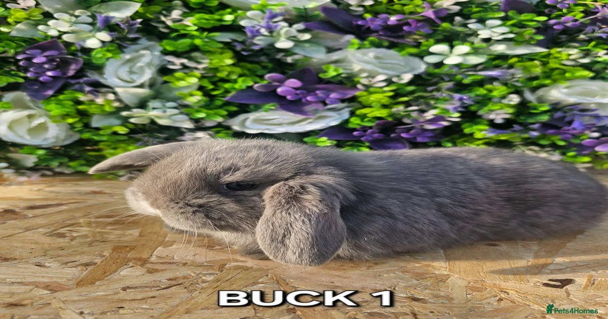 Rabbits for sale | Pets4Homes