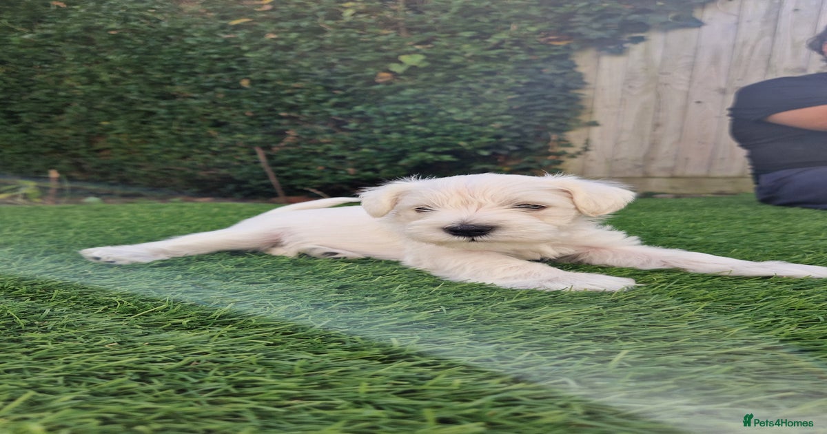 Pure White Miniature Schnauzer puppies for sale in Abergavenny | Pets4Homes