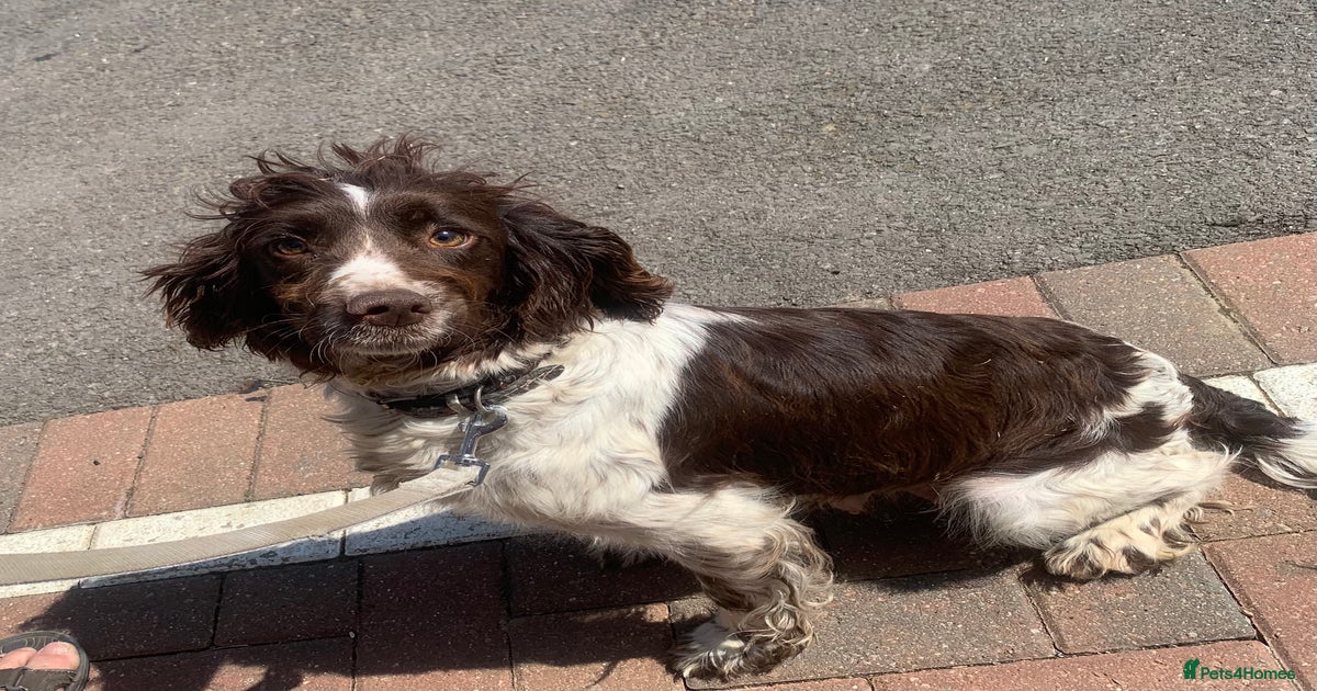 Cocker poo puppies for sale in Kidlington | Pets4Homes