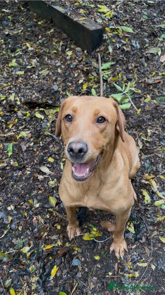 Fox Red Labrador female 2 years old for sale in Bristol | Pets4Homes