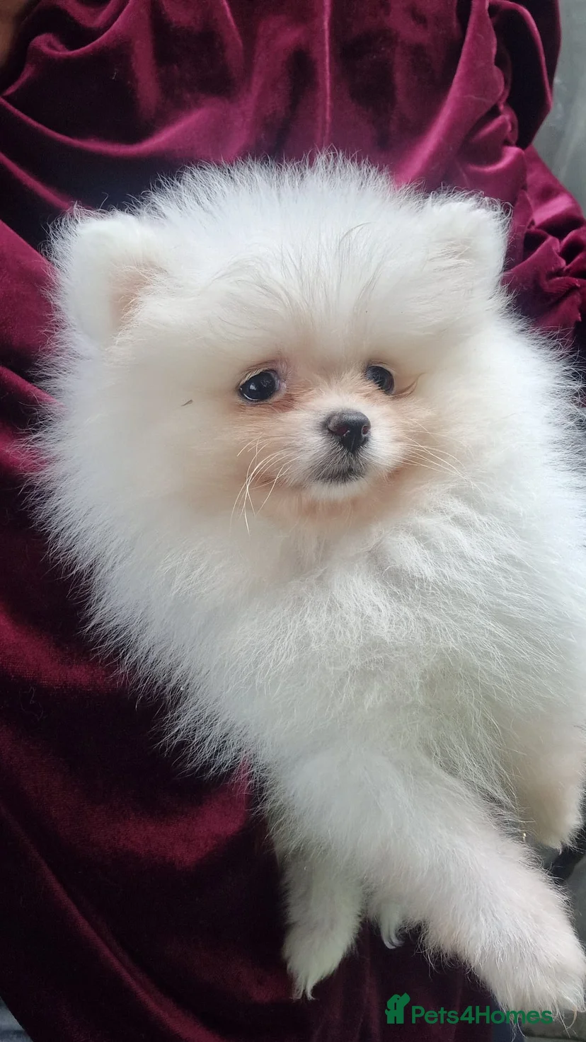 Beautiful snow white Pomeranian puppy's for sale in Warrington | Pets4Homes