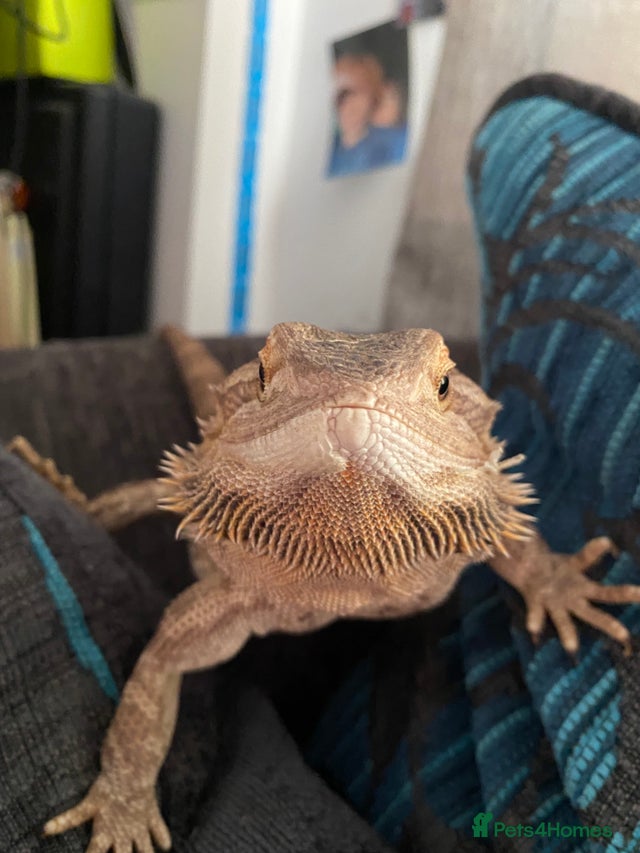 5 year old female bearded dragon (Hades) for sale in Haslemere | Pets4Homes