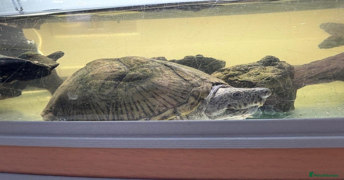 Razor Backed Musk Turtle for sale in Hungerford | Pets4Homes