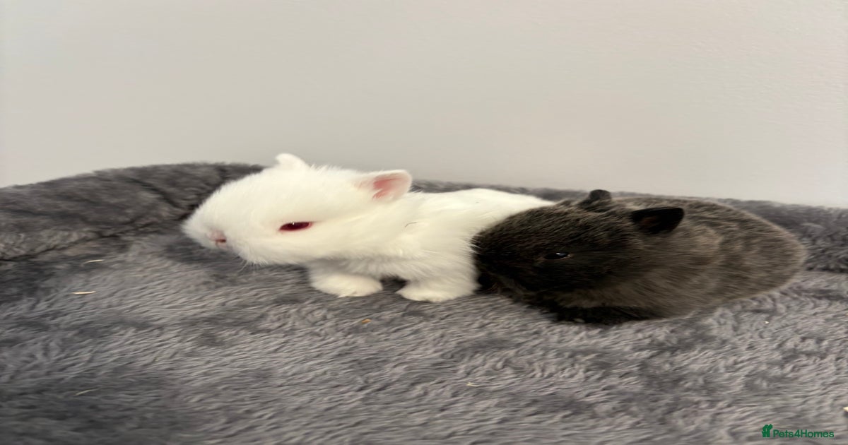 SOLD Pure Breed Netherland Dwarf Bunnies for sale in Rainham | Pets4Homes