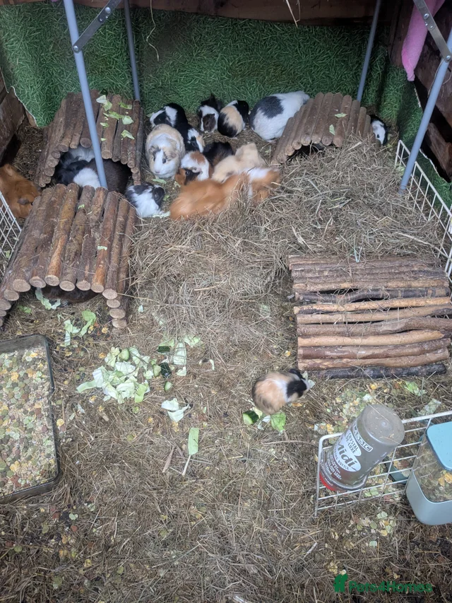 Little girl piggies for sale in Darlington | Pets4Homes