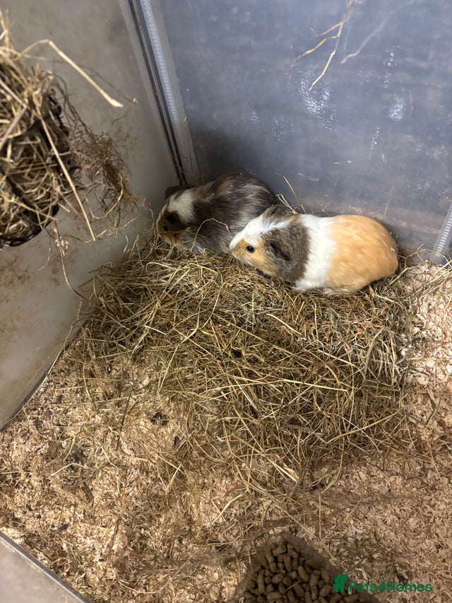 Beautiful baby female guinea pigs for sale in Clitheroe | Pets4Homes