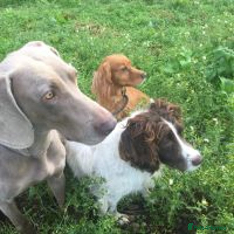 English Springer Spaniel breeders | Pets4Homes
